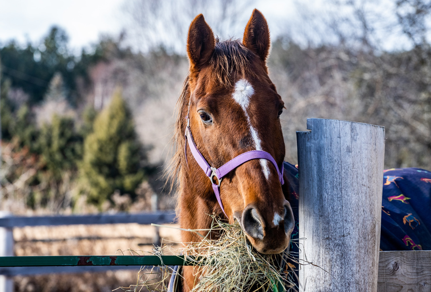 Hay for Horses | Wittstrom Hay Sales